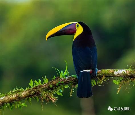 拍鸟归来全是糊片？没学会这5点，不糊才怪！ 凤凰网