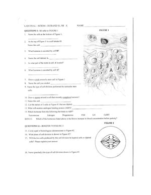 SCB 204Fall II 2003 Durand Lecture Quiz 3A SCB 204 Studocu