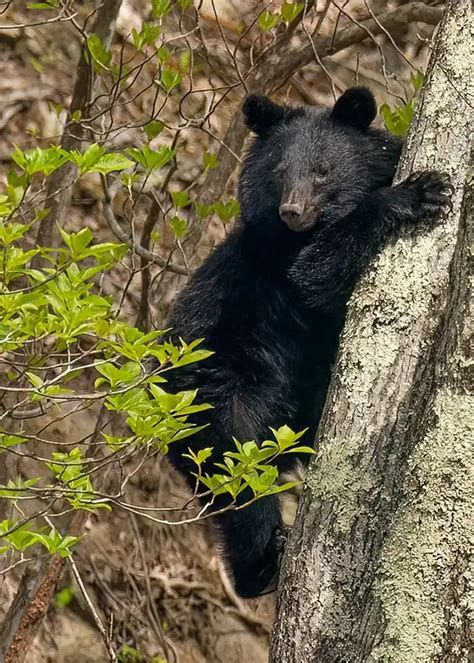 Asian Black Bear