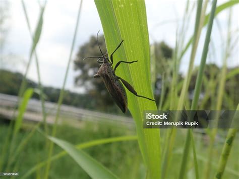 근접 촬영 Leptocorisa Oratoria 녹색 잎에있는 쌀 귀 벌레는 넓은 머리 벌레 인 Alydidae 가족의 곤충입니다 인도네시아에서는 Walang Sangit