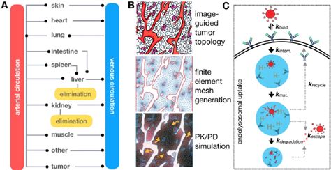 Computational Modeling Captures Epr Determinants At The Organismal Download Scientific Diagram