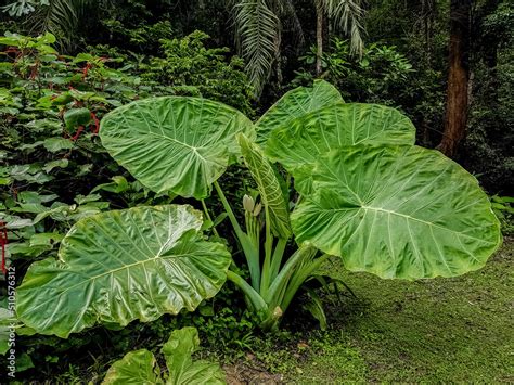 Giant Elephant Ear Plant Image Picture And Stock Photo Stock Photo Adobe Stock