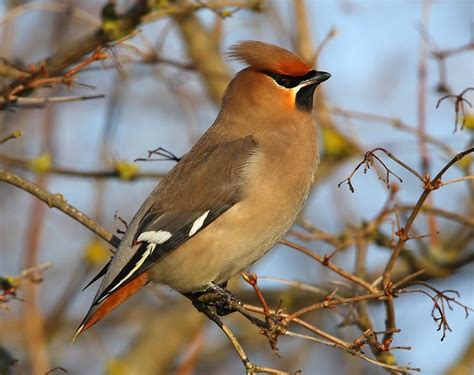 Bohemian Waxwing Facts Distribution And Range Dietpictures