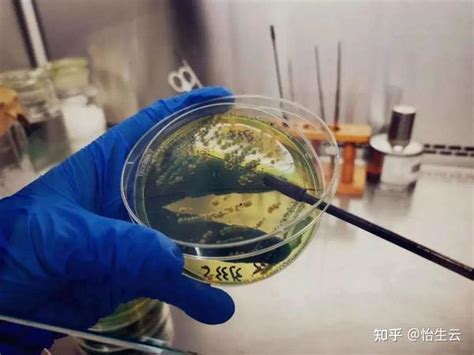 关于水生态修复项目内常用的微生物及其作用的定性技术分享与探讨 知乎