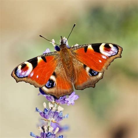 Adrian Siebert — Youpic