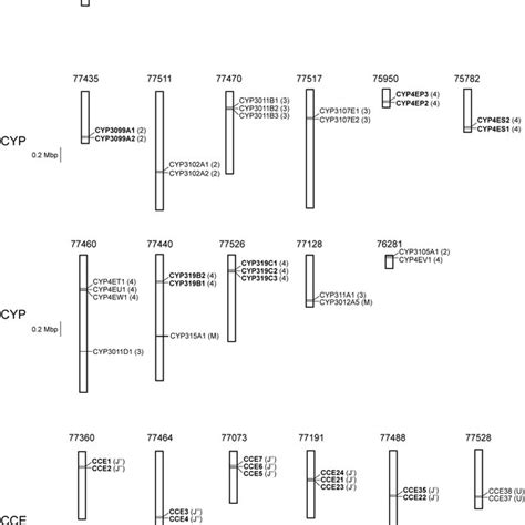 A Schematic Diagram Of The Gst Cyp And Cce Tandem Arrays And Gene