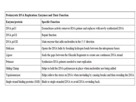 Dna Replication Pptx