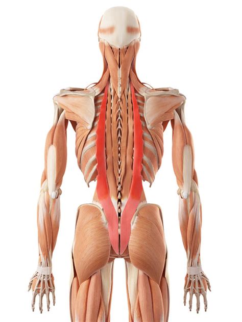 Back Extensor Release Techniques