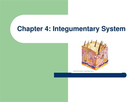 Ppt Chapter 4 Integumentary System Powerpoint Presentation Free Download Id 763979