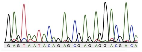 What Is Electropherogram How To Read It Genetic Education