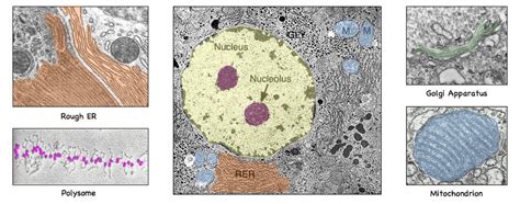 Eukaryotic Animal Cell Electron Micrograph