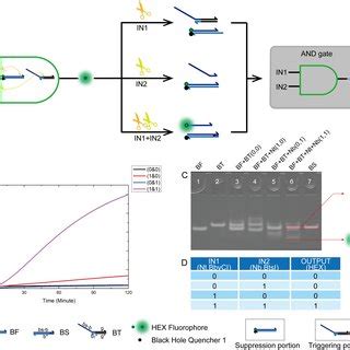 A The Principle Scheme Of An AND Logic Gate And The Corresponding Download Scientific Diagram