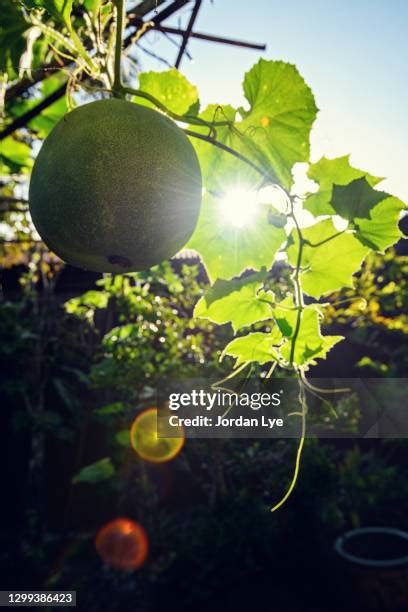 Melons Field Pictures Photos And Premium High Res Pictures Getty Images
