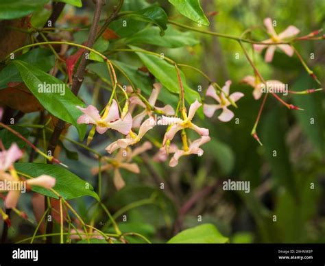 Pink Summer Flowers Of The Twining Evergreen Chinese Jasmine