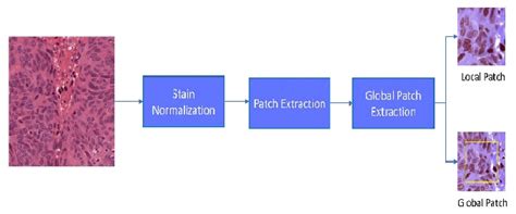 figure 1 from nuclei segmentation in histopathology images using deep