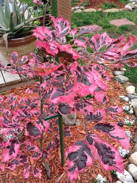 Our Tri Color Beech Tree Beautiful Plant Magic Flower Oasis Outdoor Gardens