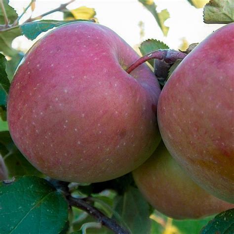 Apple ‘september Ruby Scotts Nursery Ltd