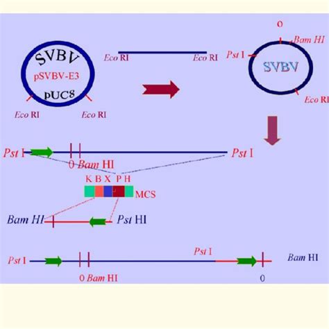 Genetic Map Of Octopine Type Ti Plasmid Modified From Ream 2002 And Download Scientific