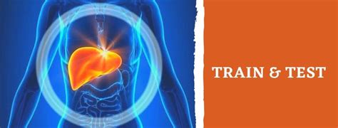 liver segmentation part 4 4 train the model pycad