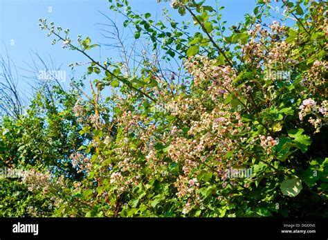 Wild Blackberries Brambles Flowering In Roadside Hedge France Stock