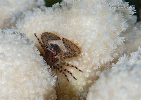 Porcelain Crabs Porcellanidae Complete Overview And Care Guides