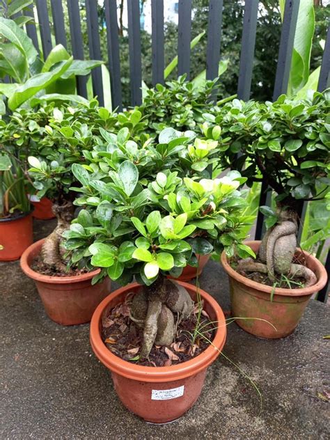 Ficus Assorted Furniture And Home Living Gardening Plants And Seeds On
