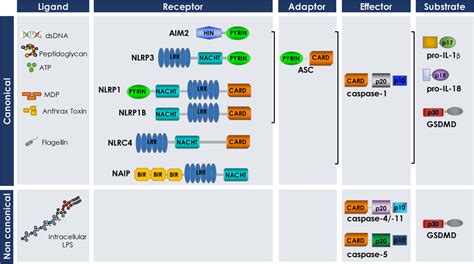 Domain Organization Of The Inflammasome Components The Inflammatory