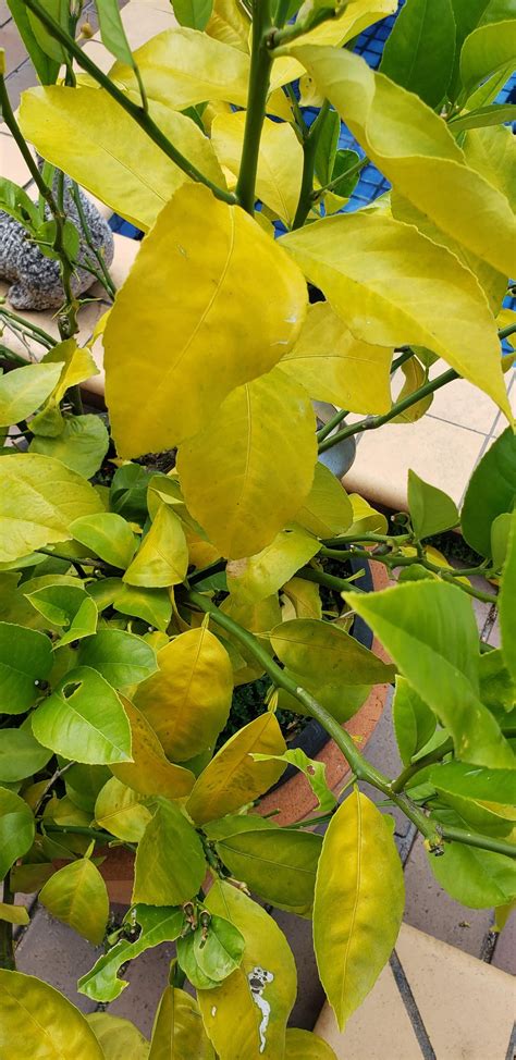 Lemon Tree Leaves Turning Yellow Rplantclinic