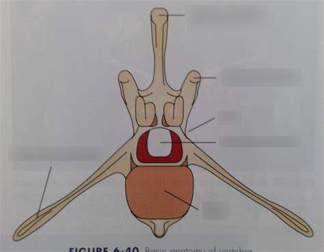 Anatomy Lab Midterm At Callum Fowler Blog