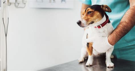 Antech Diagnostics On Linkedin Wellness Lyme Heartworm Ehrlichia Anaplasma Accuplex Antech Diagnostics On Linkedin Wellness Lyme Heartworm Ehrlichia Anaplasma Accuplex