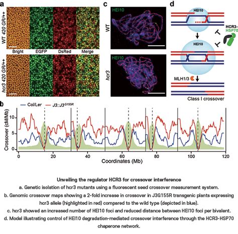 Meiosiss Century Old Riddle Is Resolved By Mutation
