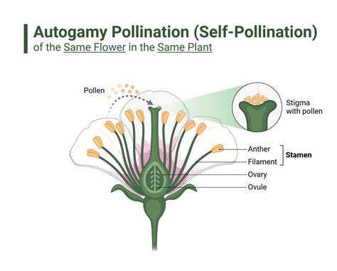 Pollination Types Agents Process And Importance