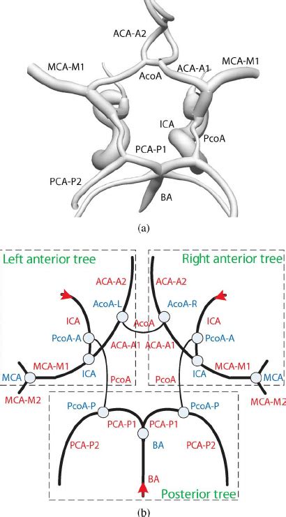 Anatomy Of The Circle Of Willis A Surface Rendering B Schematic