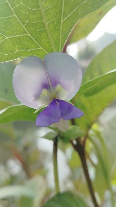 বরবটির সবুজ পাতার মাঝে সাদা ও বেগুনি রঙের ফুল। Flowers Vegetables Food Love Beautiful