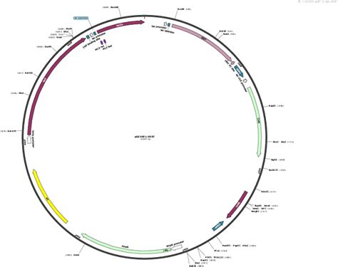 Addgene PGEX6P1 DEST