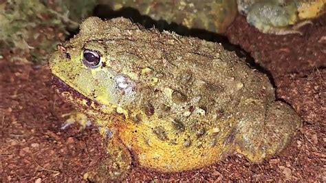 Pixie Frog Live Feeding Warning ⚠️ Youtube