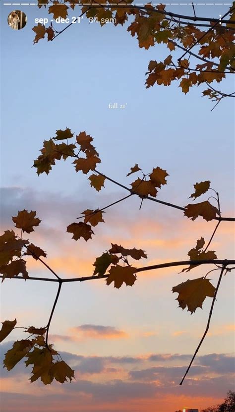 Autumn Leafs Pretty Sky Aesthetic Moodboard Lifestyle