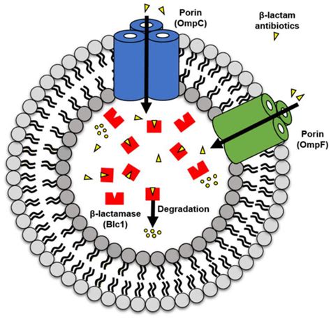 Porins Ompc And Phoe Of Escherichia Coli As Specific 54 Off