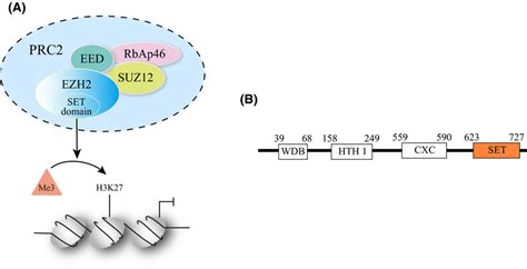 The Polycomb Repressive Complex 2 Prc2 Complex Composition Download Scientific Diagram