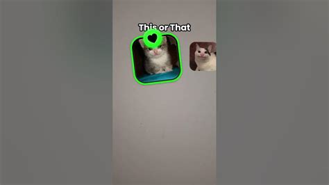 Uia Cat 🐈 Youtube