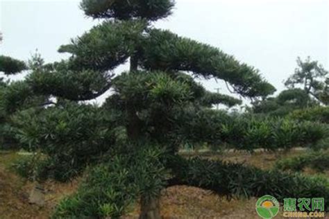 罗汉松小苗多少钱一棵 惠农网