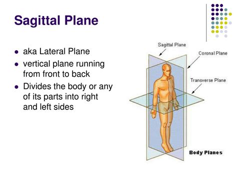 Ppt Anatomical Terminology Powerpoint Presentation Free Download Id6098496