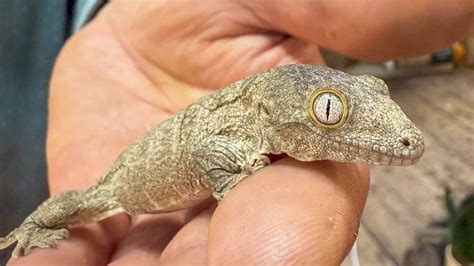 New Caledonian Giant Gecko Size