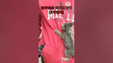엄마잃은 아기고양이 3개월경과 Youtube