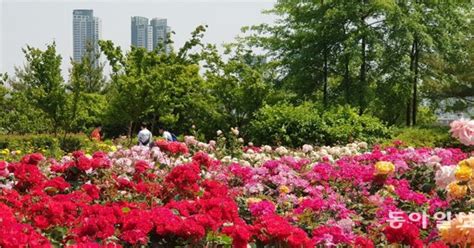 활짝 핀 장미꽃