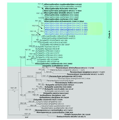Raxml Tree Based On An Integrated Dataset Of Partial Its And Btub Dna Download Scientific