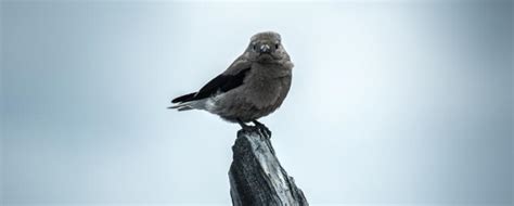 How To Create A Twitter App And Api Interface Via Python — Sitepoint