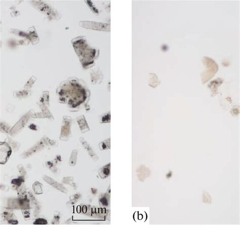 Field Of View Of A Light Microscope White Sea Column Psh6066 Depth