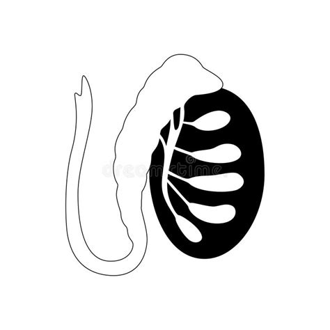 Male Reproductive System Vector Illustration Stock Vector