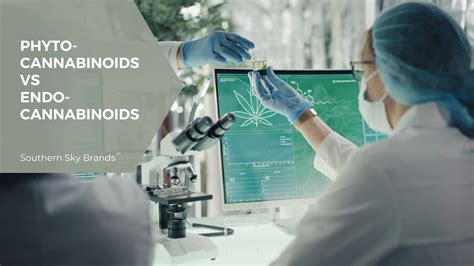 Phytocannabinoids Vs Endocannabinoids Southern Sky Brands